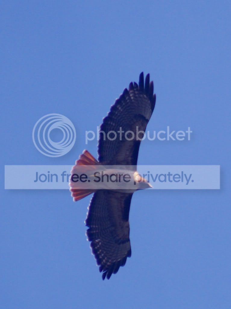 Raptor (Birds of prey) photos > General Discussion > AR15.COM
