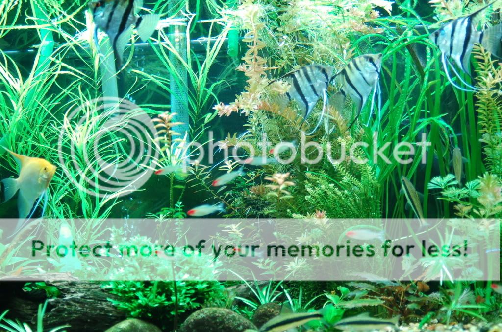 Some pics...75G planted with sump | The Planted Tank Forum