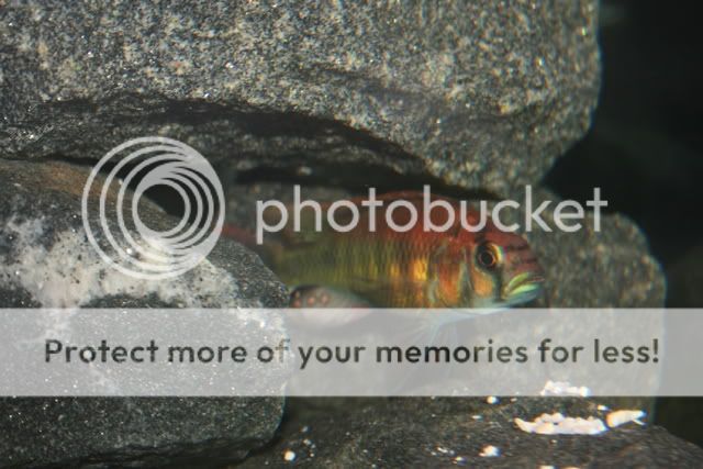 Haplochromis Kyoga Flameback or not? | Cichlid Fish Forum