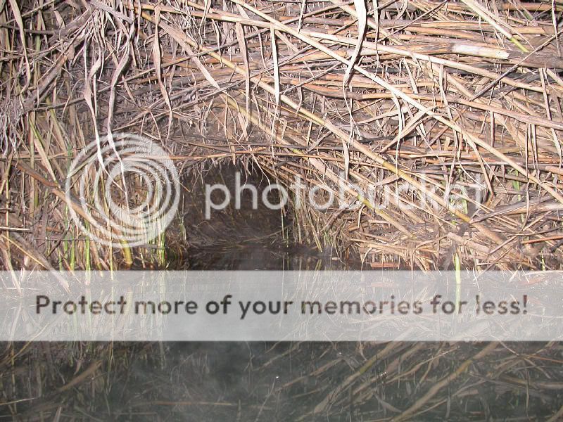 Bamboo Pool, Big Bend National Park - Soakers Forum
