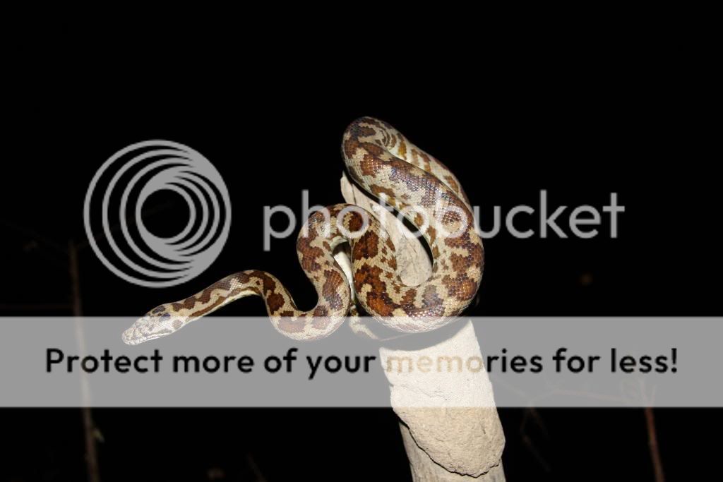 Antaresia freaks | Page 78 | Aussie Pythons & Snakes Forum