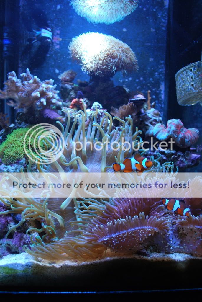 Anemone Tank Pics - Reef Central Online Community