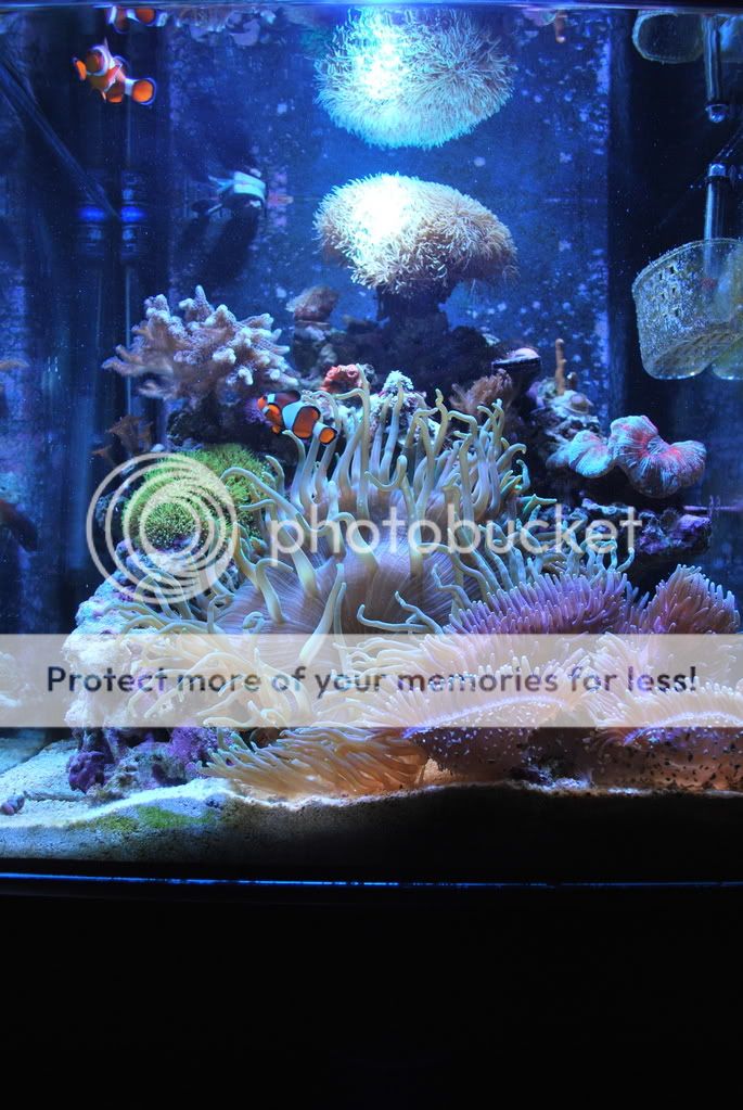 Anemone Tank Pics - Reef Central Online Community