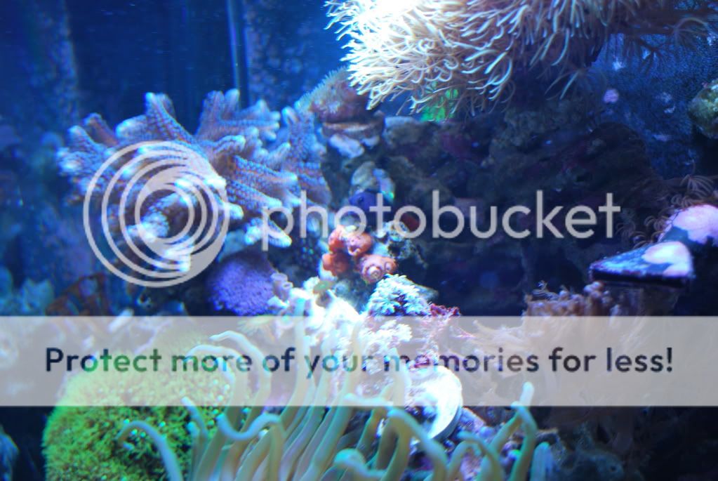 Anemone Tank Pics - Reef Central Online Community