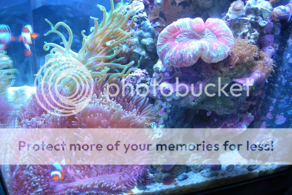 Anemone Tank Pics - Reef Central Online Community