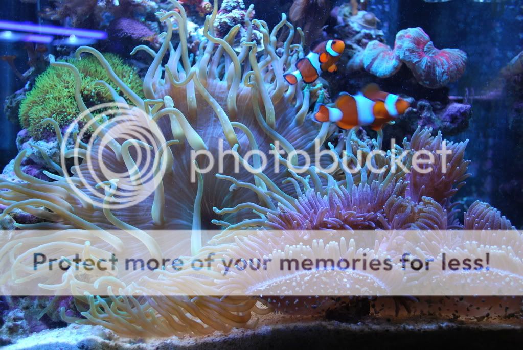 Anemone Tank Pics - Reef Central Online Community