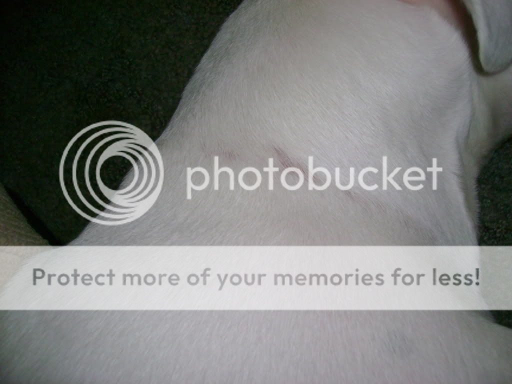 sharon? hair loss... UPDATE | Boxer Breed Dog Forums