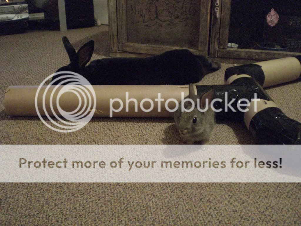 My home made rabbit warren | Rabbits United