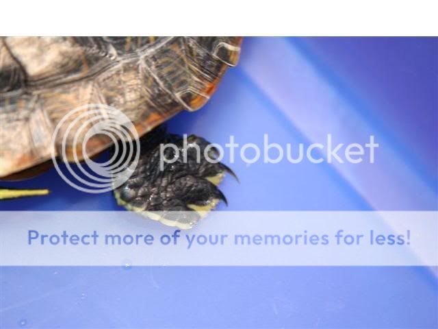 Redearslider.com :: View topic - Retained Scutes...