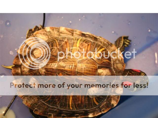 Redearslider.com :: View topic - Retained Scutes...